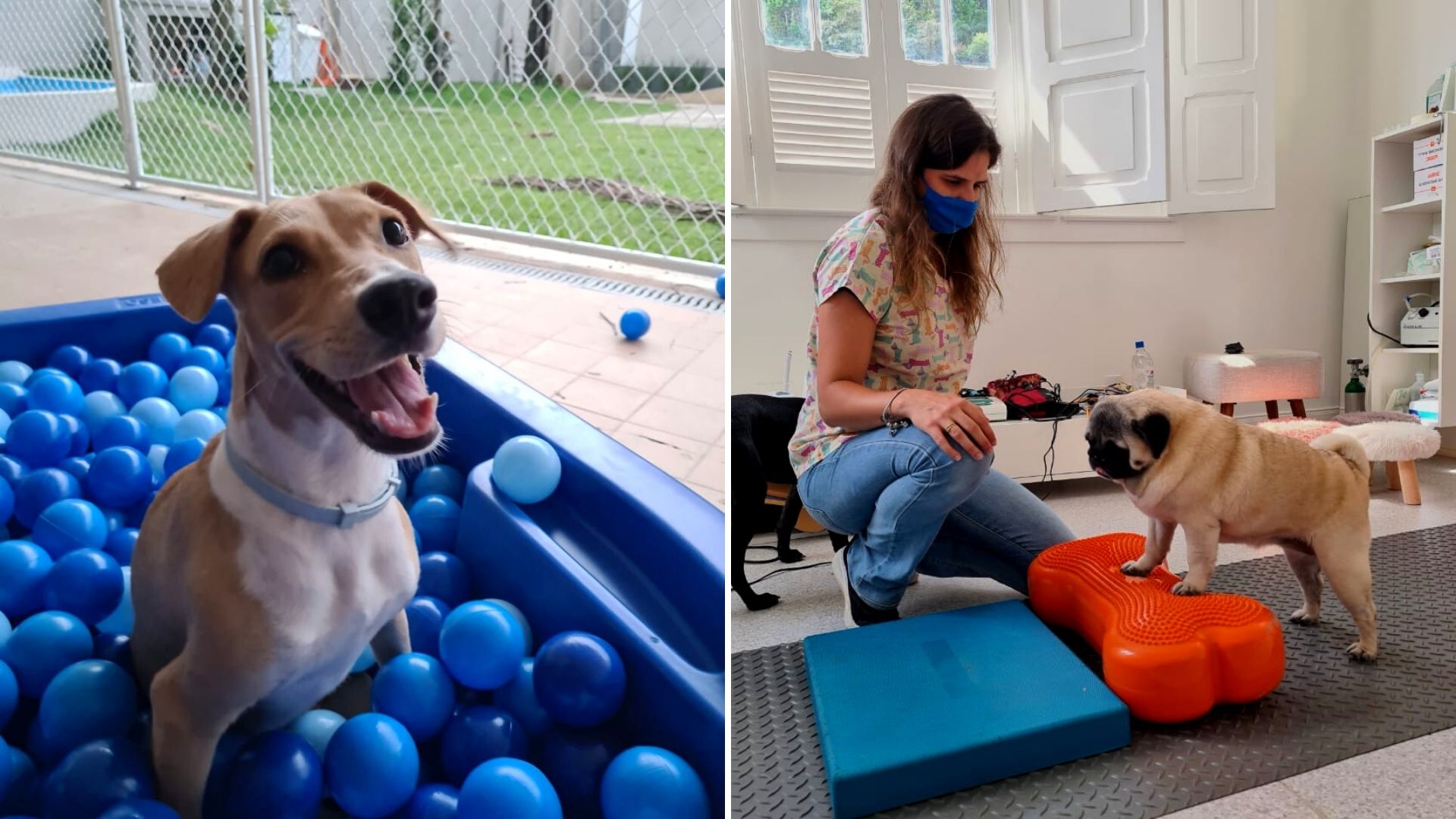 Pegada Canina: espaço recém-inaugurado reúne creche canina, hospedagem ...