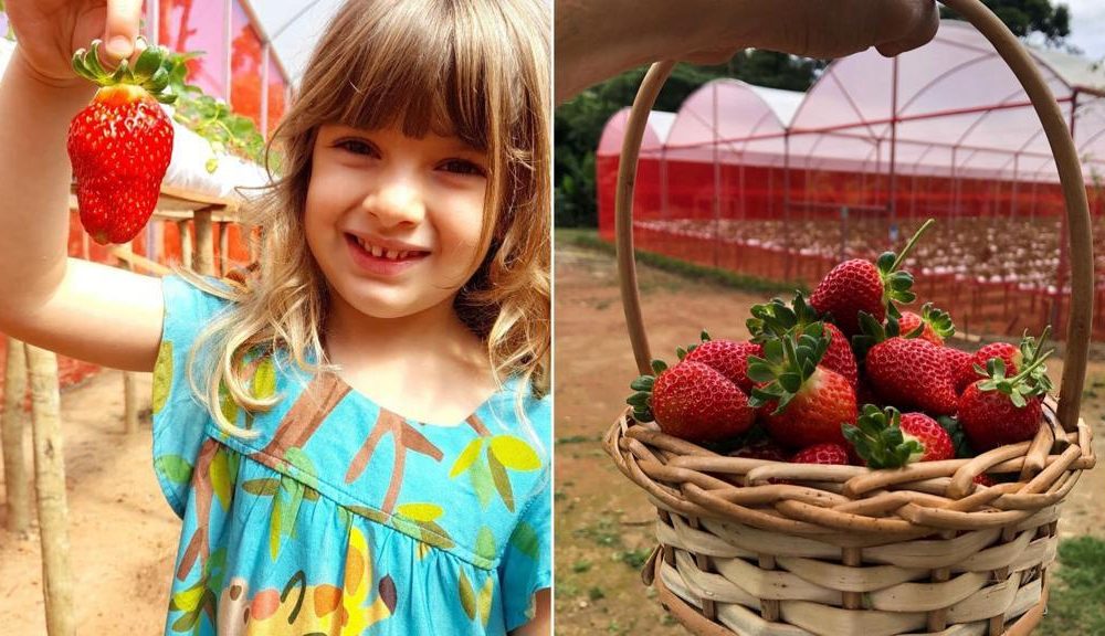 Plantação de morango no Vale do Cuiabá vai oferecer atividades para ...