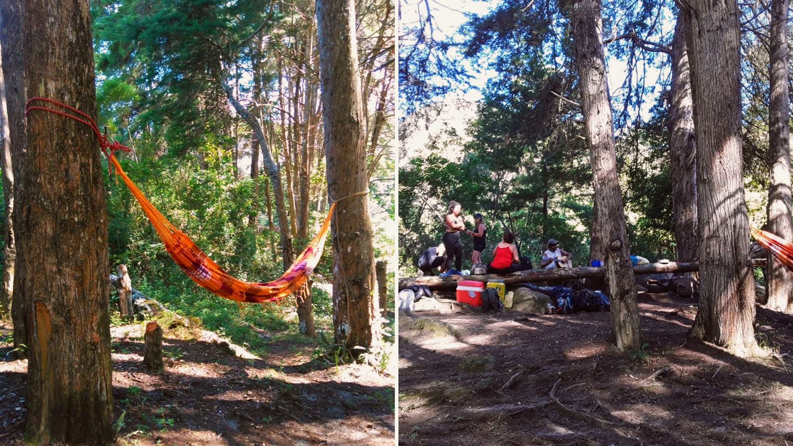 Pinheirinhos_foto: André Vasconcellos - Sou Petrópolis