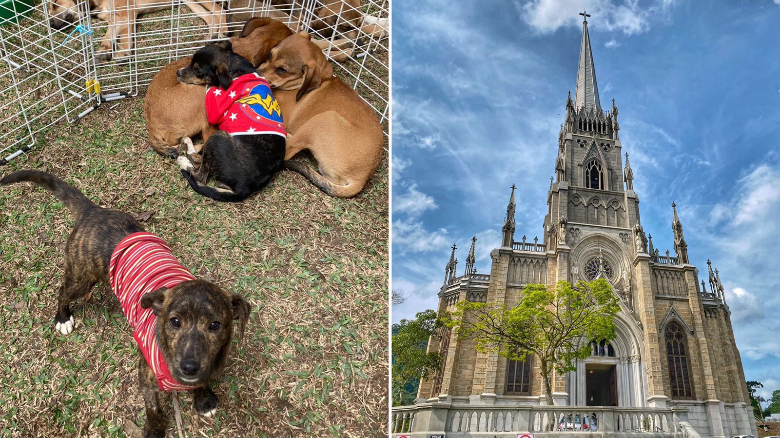 Dia Mundial dos Animais: Petrópolis terá 'cãominhada' contra os maus ...