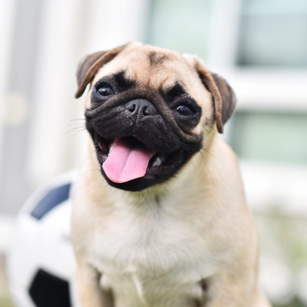 cachorro-pug-1588098472110_v2_1x1 - Sou Petrópolis
