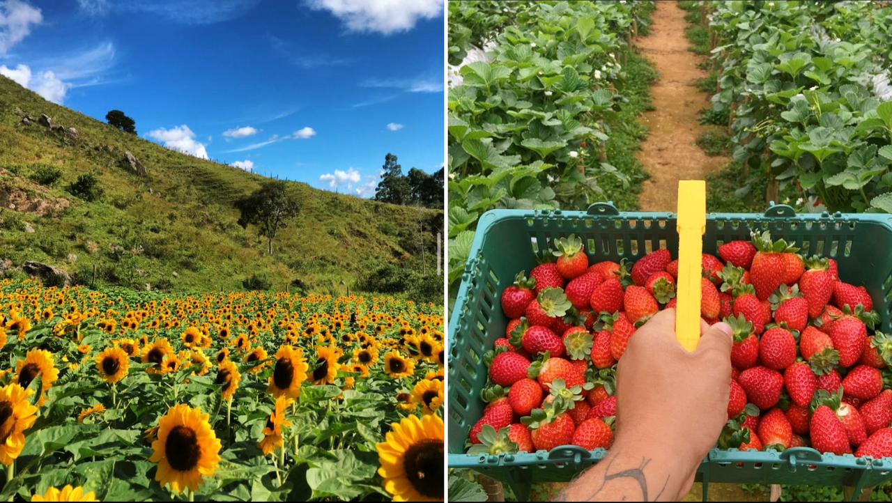 De campo de girassóis ao morango do vale: 6 produções rurais para ...