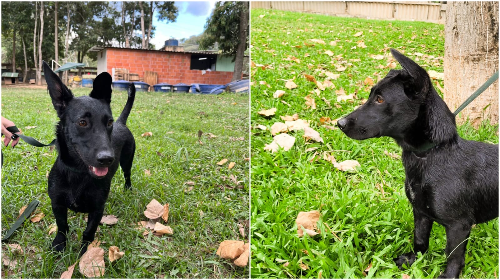 Tuko_foto Dogs Heaven - Sou Petrópolis