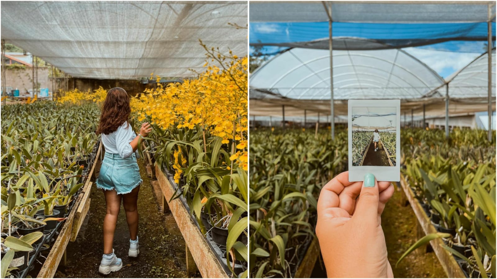 Um dia no Orquidário Binot: 5 atividades para fazer no local, que é considerado o mais antigo do ...